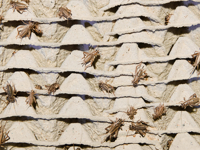 World’s Biggest Cricket Farm to Save the Planet – EatSens.com