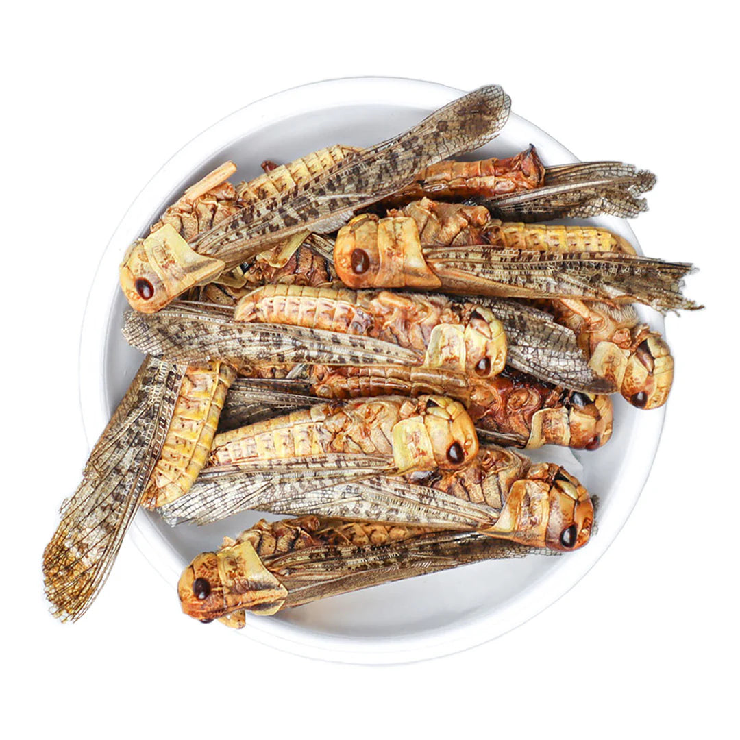 Dried locusts – unseasoned – EatSens.com