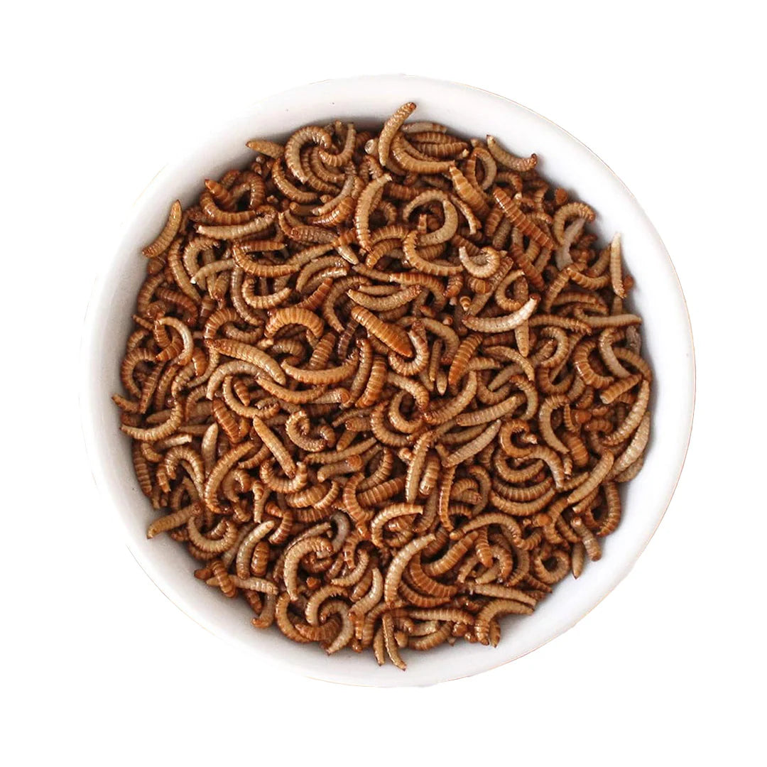 Dried Buffalo Worms – Unseasoned – EatSens.com